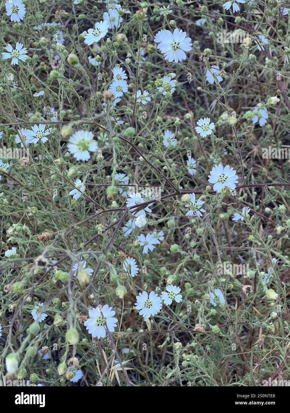 Hayfield Tarweed (Hemizonia congesta Stock Photo - Alamy