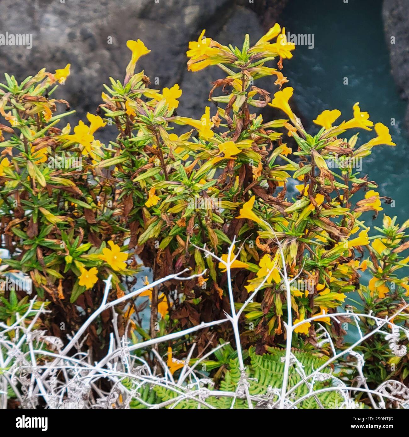 orange bush monkeyflower (Diplacus aurantiacus Stock Photo - Alamy