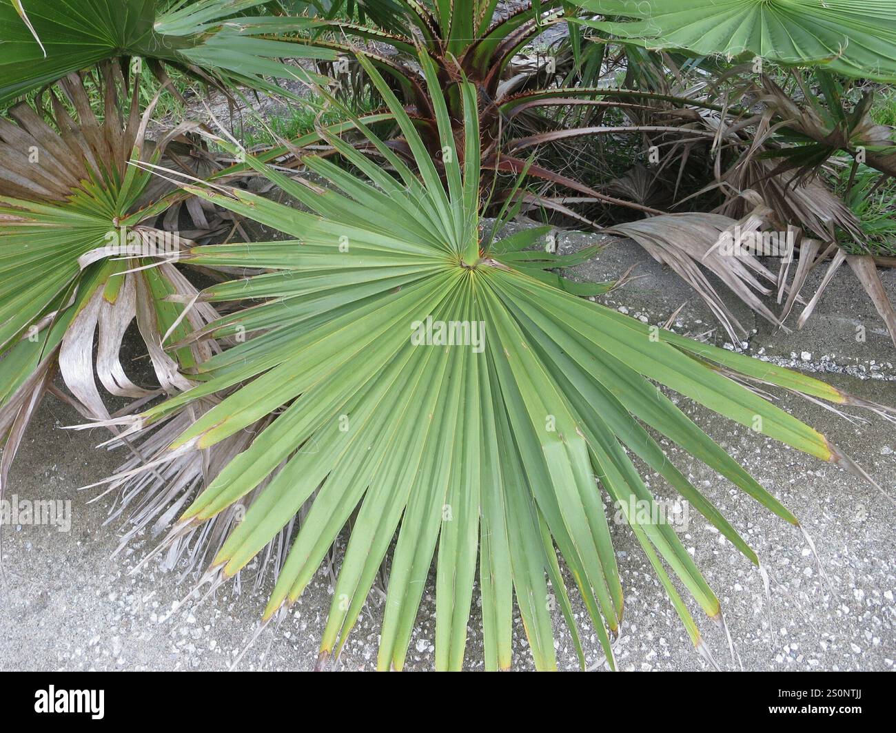 Mexican Fan Palm (Washingtonia robusta Stock Photo - Alamy