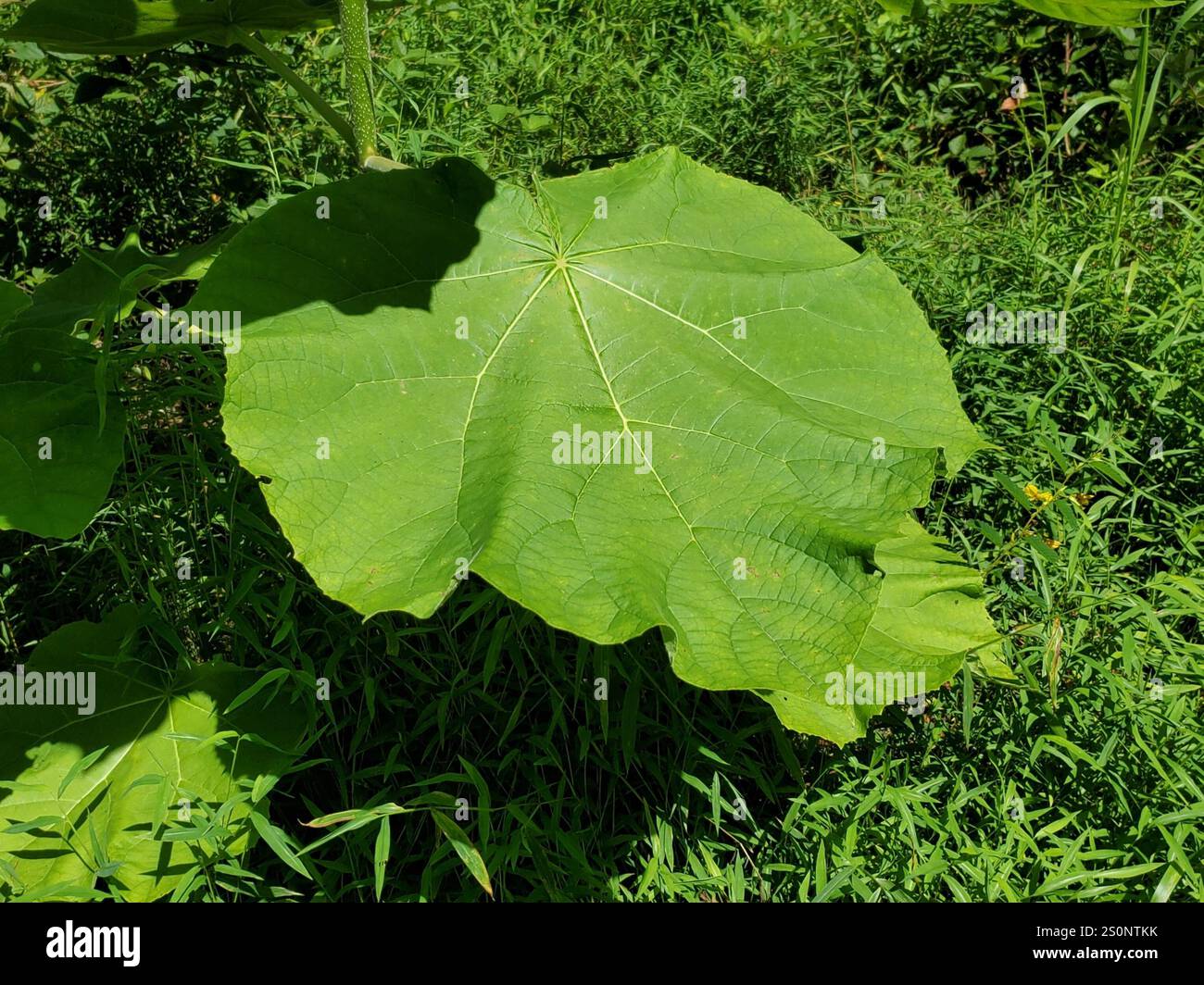 princess tree (Paulownia tomentosa Stock Photo - Alamy
