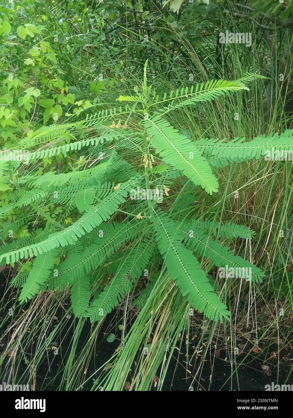 bigpod sesbania (Sesbania herbacea Stock Photo - Alamy