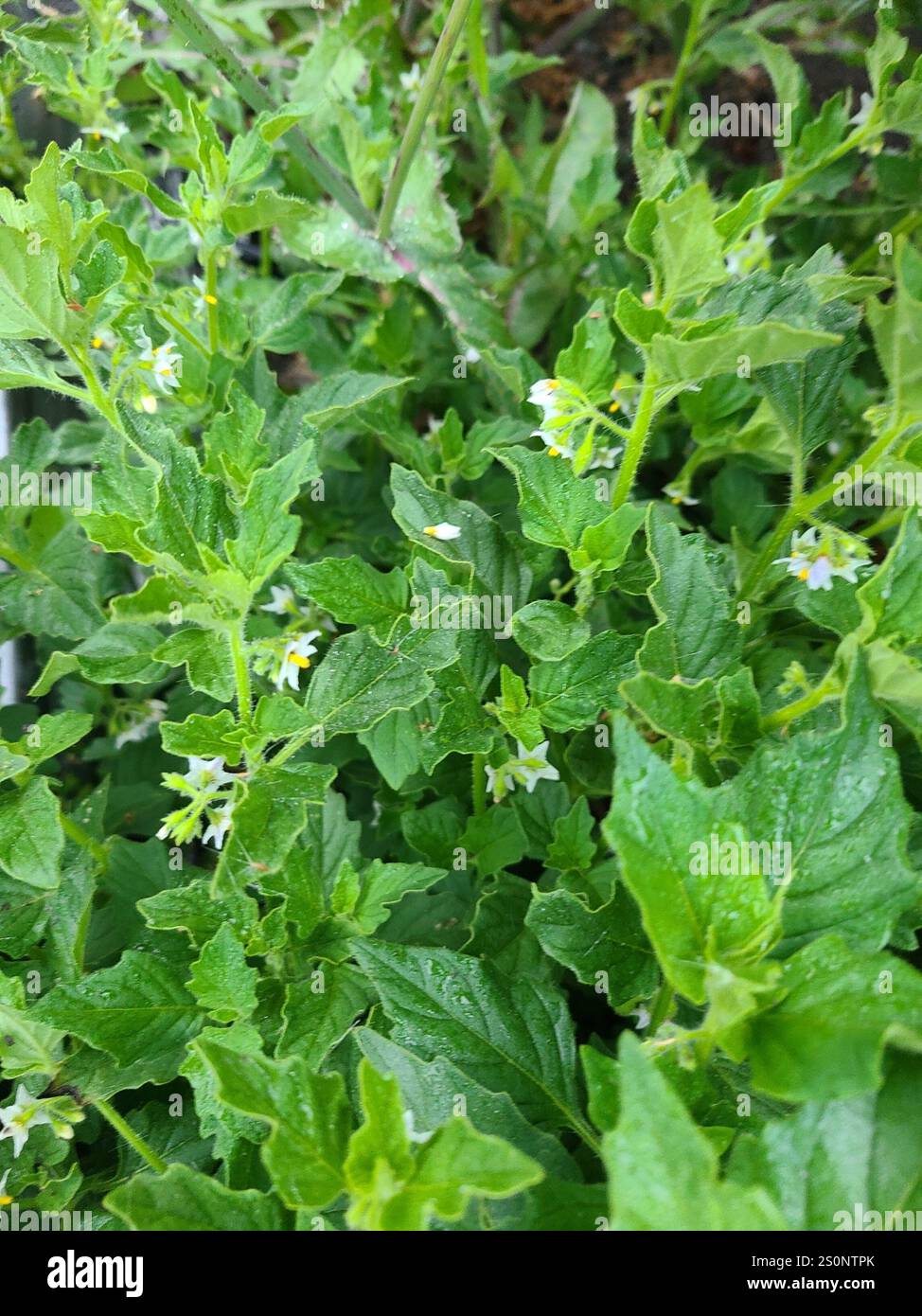 Green Nightshade (Solanum nitidibaccatum Stock Photo - Alamy