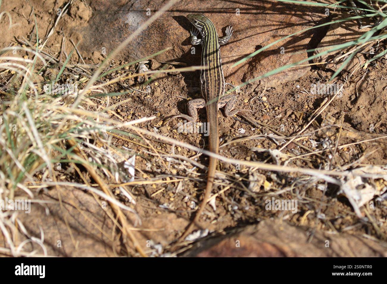 Common Spotted Whiptail (Aspidoscelis gularis Stock Photo - Alamy