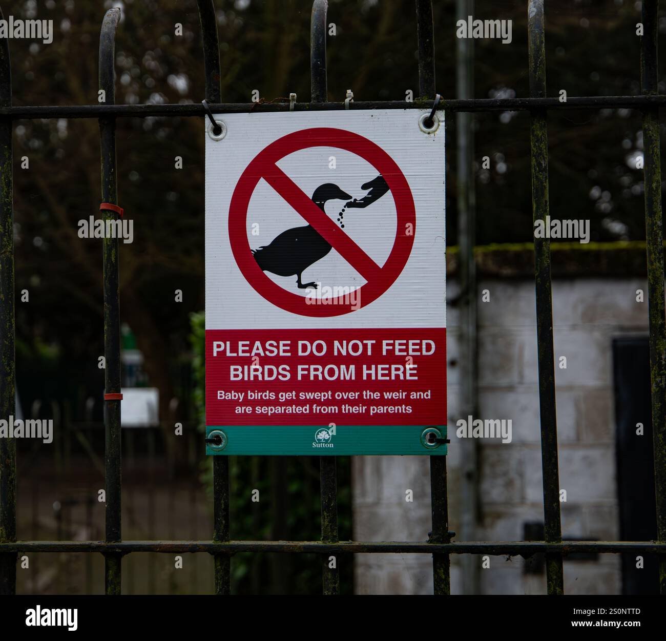 A warning sign on a fence prohibiting feeding birds due to concerns ...