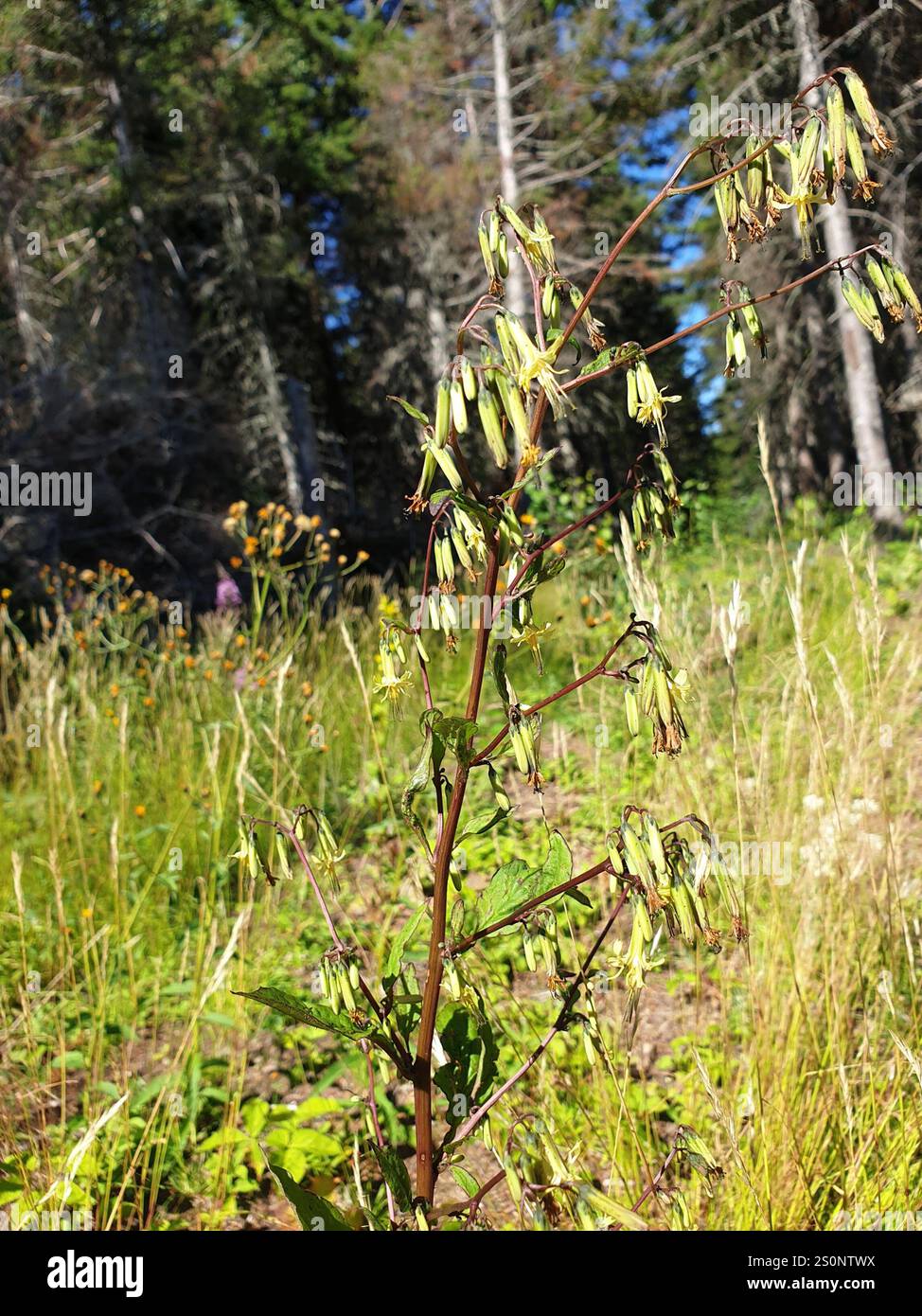 tall rattlesnake root (Nabalus altissimus Stock Photo - Alamy