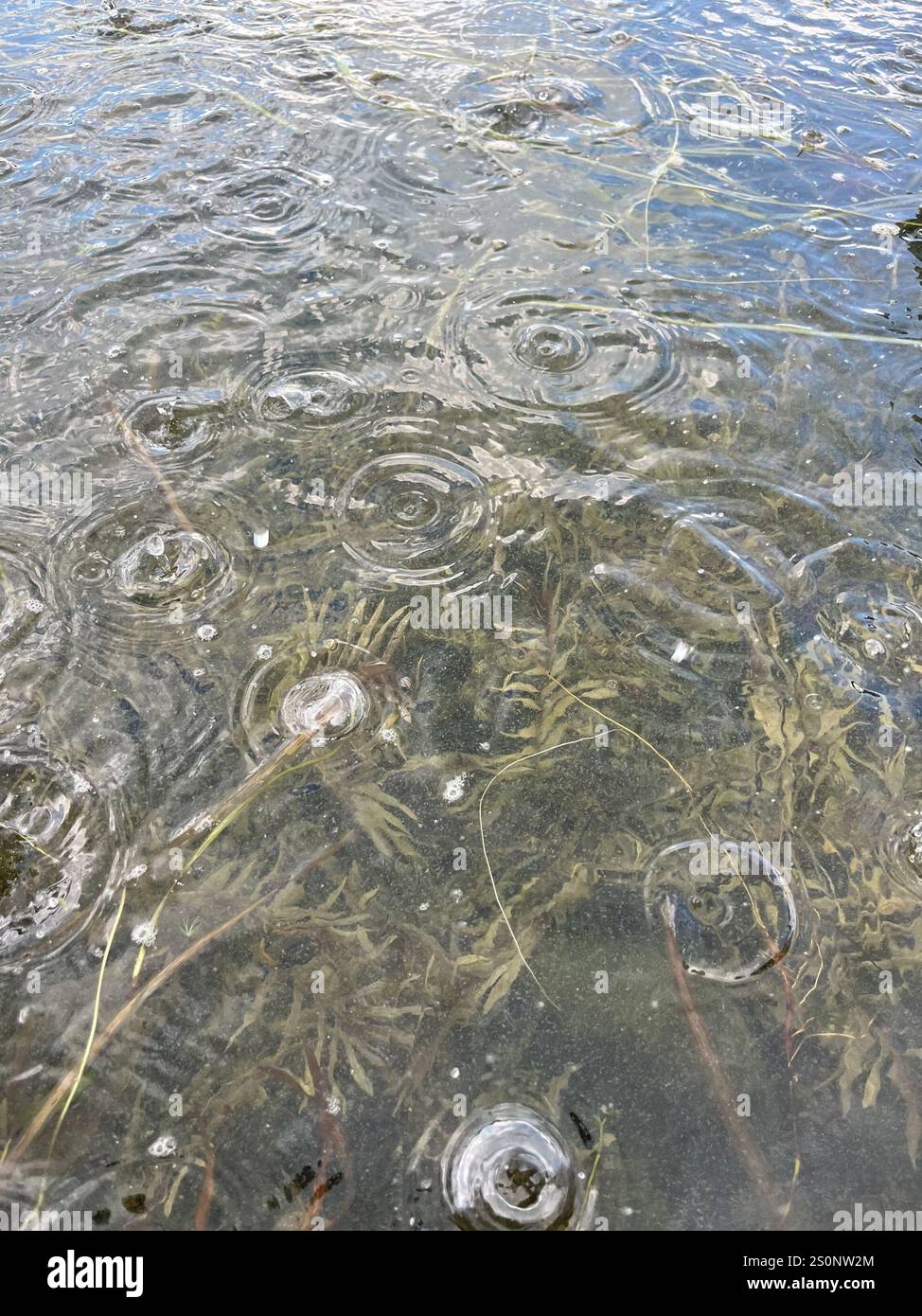 robbins' pondweed (Potamogeton robbinsii Stock Photo - Alamy