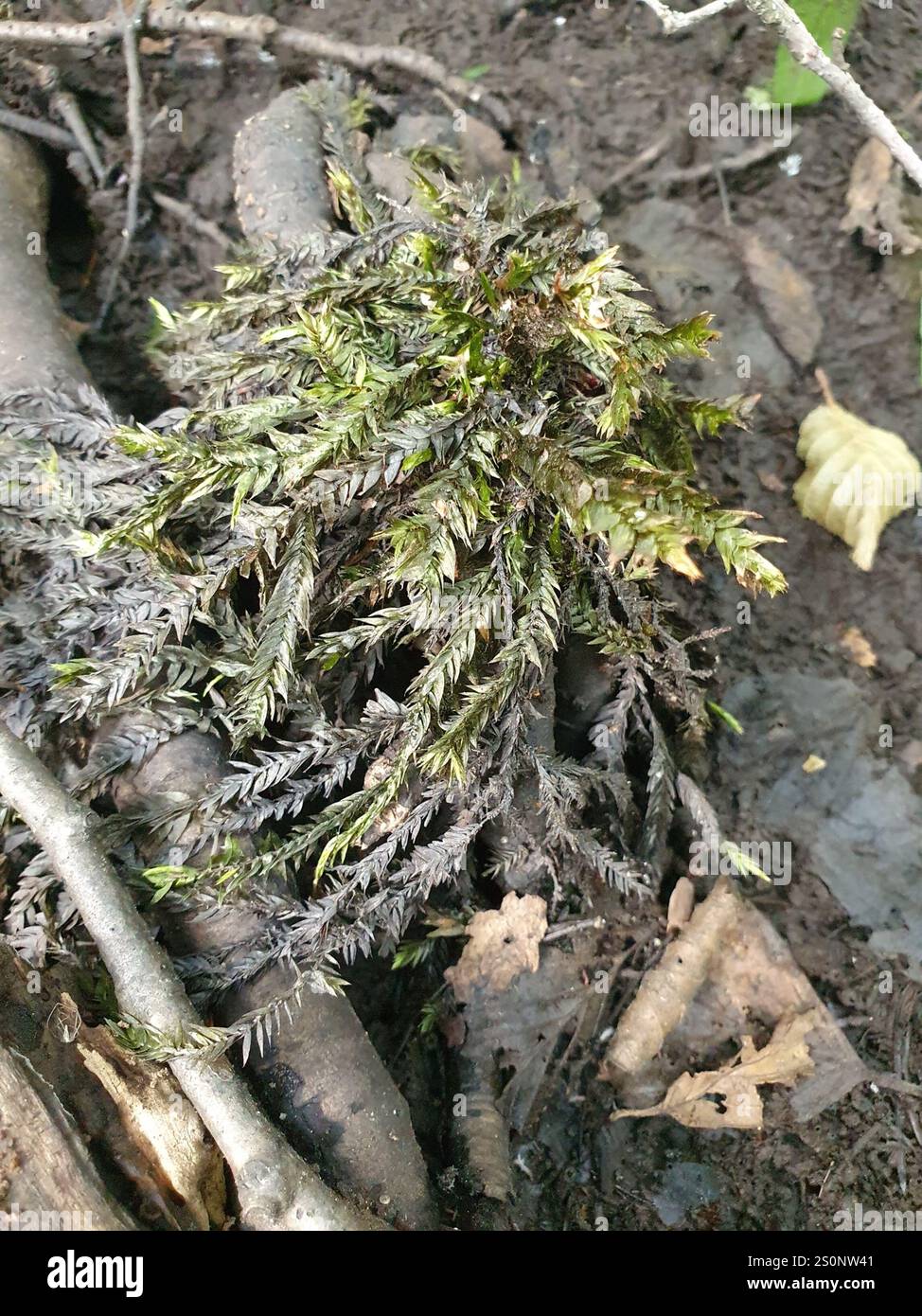 Fontinalis antipyretica willow moss hi-res stock photography and images ...