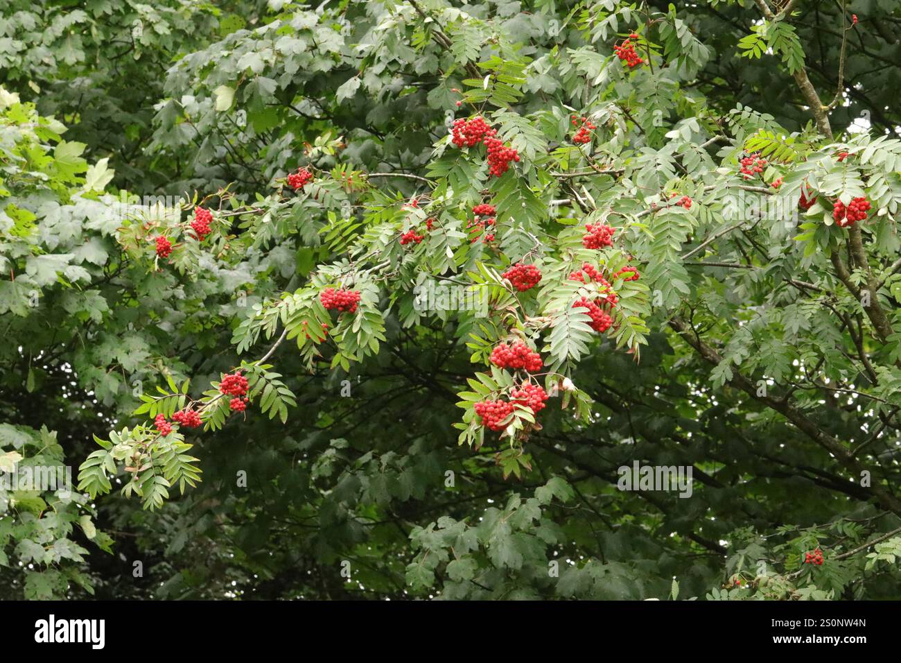 European mountain ash (Sorbus aucuparia Stock Photo - Alamy