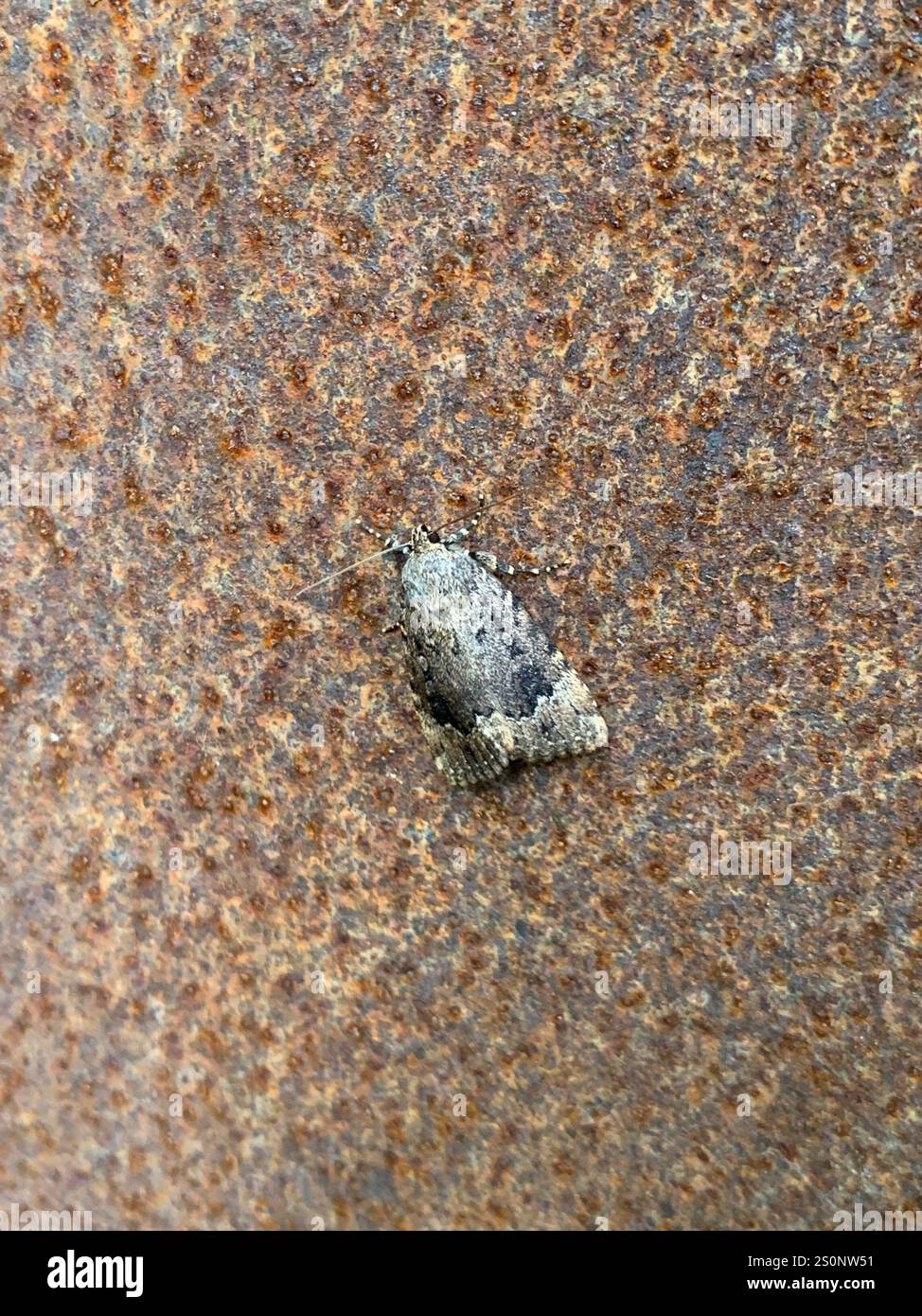 American Copper Underwing (Amphipyra pyramidoides Stock Photo - Alamy