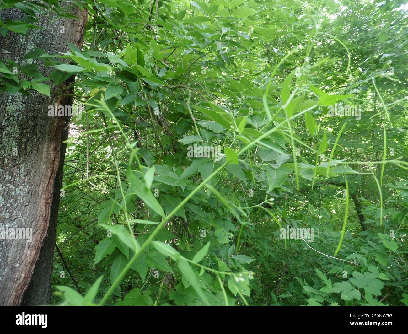 Pendulous rockcress (Catolobus pendulus Stock Photo - Alamy