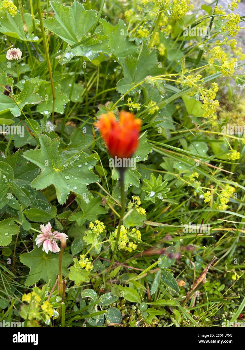 Lettuce, Chicory, Dandelion and Salsify Tribe (Cichorieae Stock Photo ...