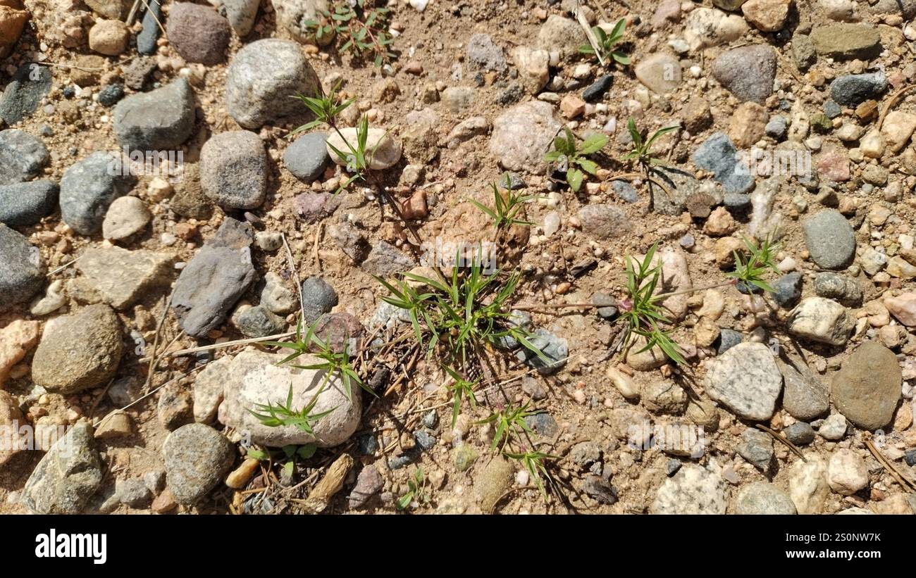 False Buffalograss (Munroa squarrosa Stock Photo - Alamy