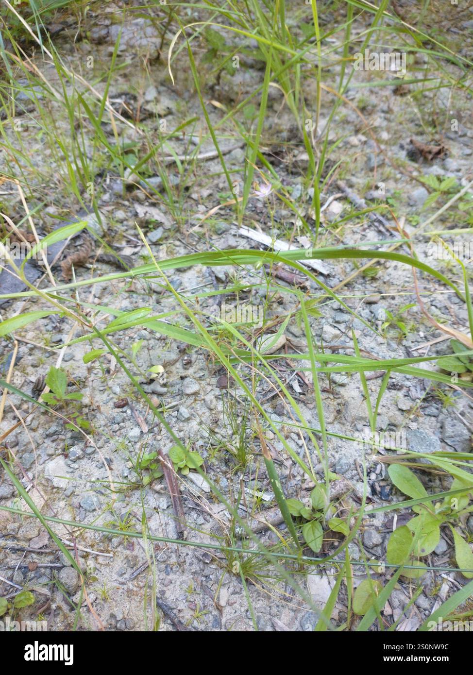 Sticky Sand-Spurrey (Spergularia macrotheca Stock Photo - Alamy