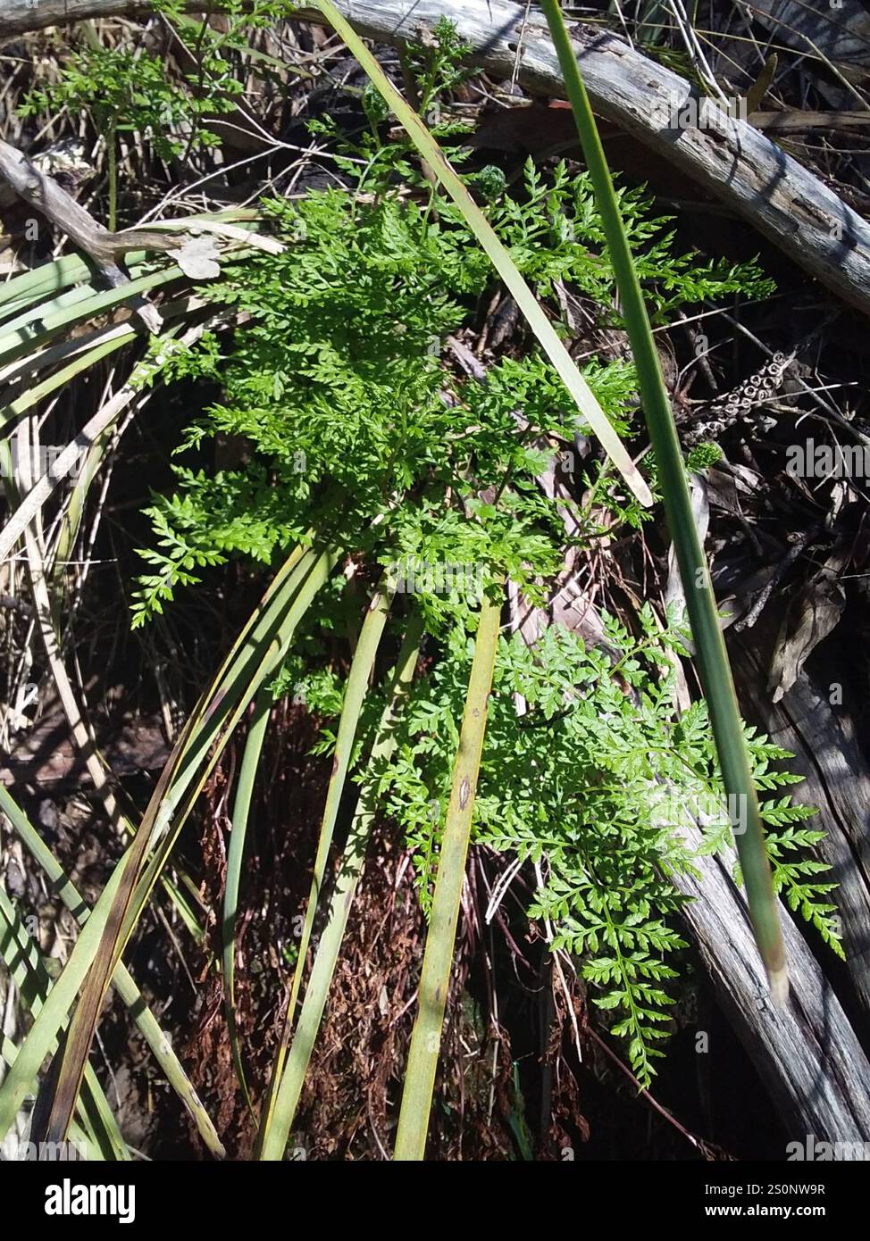 Rock Fern (Cheilanthes austrotenuifolia Stock Photo - Alamy