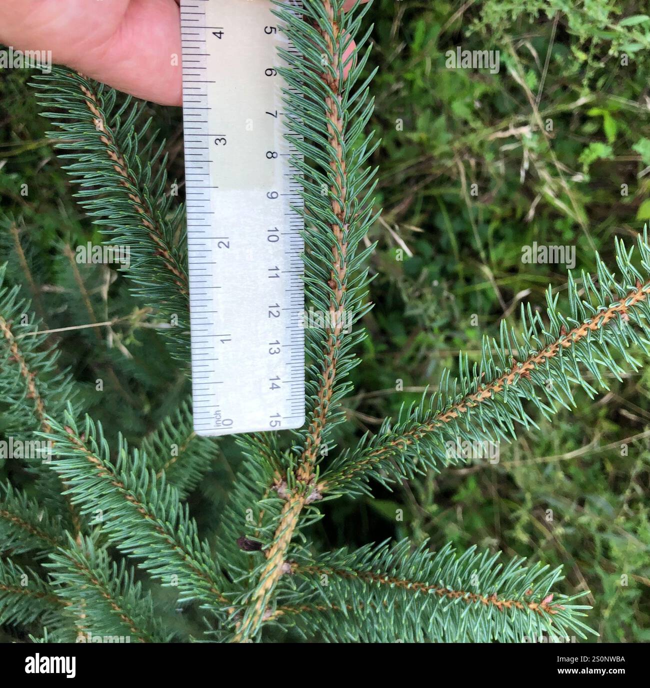 white spruce (Picea glauca Stock Photo - Alamy