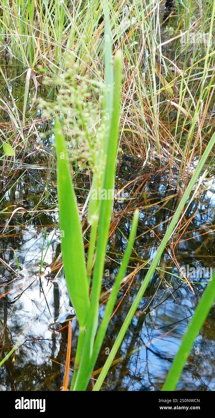 bristlegrasses, rosette grasses, barnyard grasses, and allies (Paniceae ...