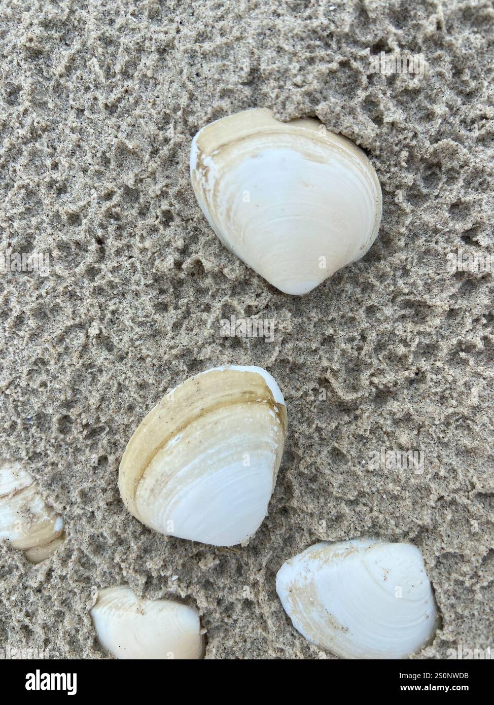 Atlantic Rangia (Rangia cuneata Stock Photo - Alamy