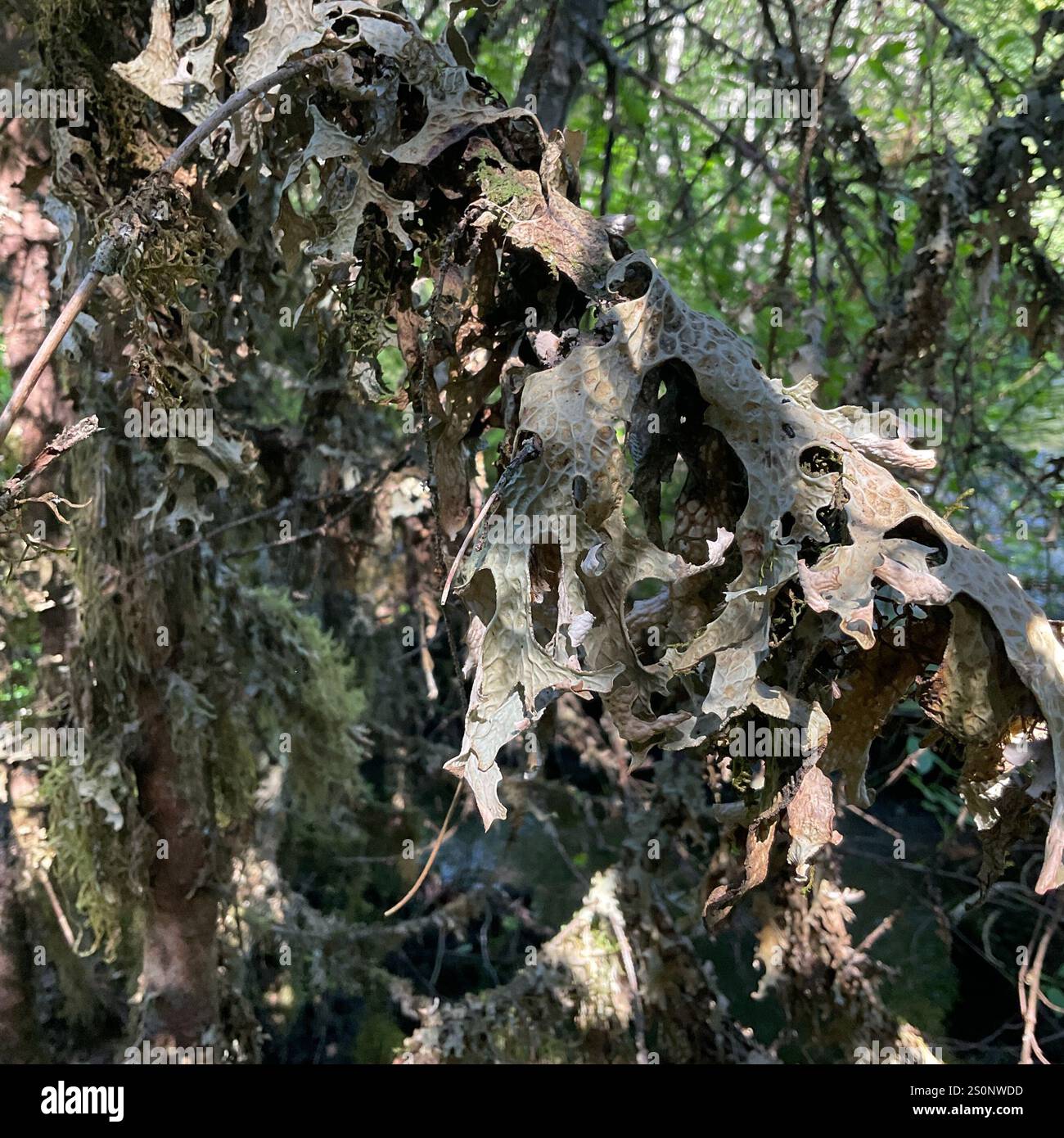 Tree Lungwort (Lobaria pulmonaria Stock Photo - Alamy