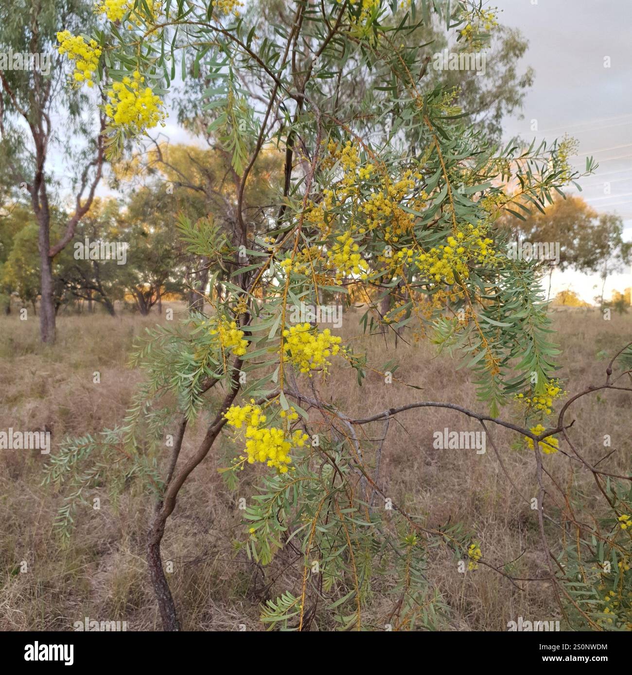 Golden Wattle (Acacia decora Stock Photo - Alamy
