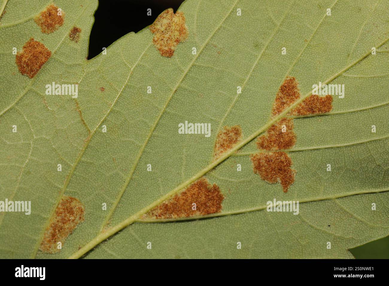 Sycamore Felt Gall Mite (Aceria pseudoplatani Stock Photo - Alamy