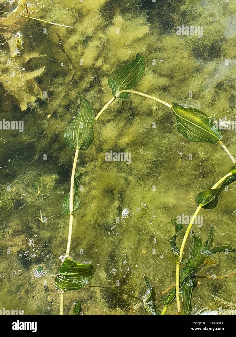Perfoliate Pondweed (Potamogeton perfoliatus Stock Photo - Alamy