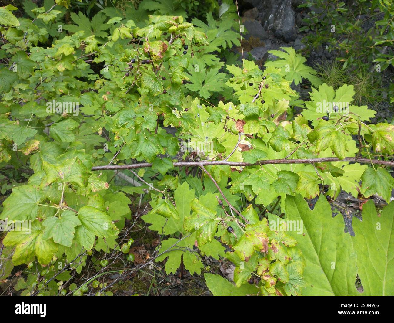 Arctic Butterbur (Petasites frigidus Stock Photo - Alamy