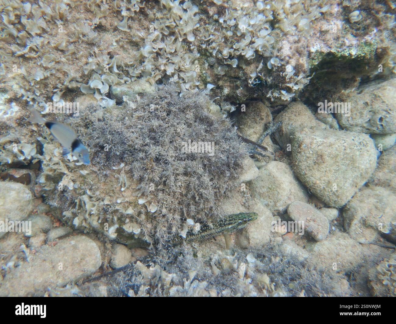 Green Wrasse (Labrus viridis Stock Photo - Alamy