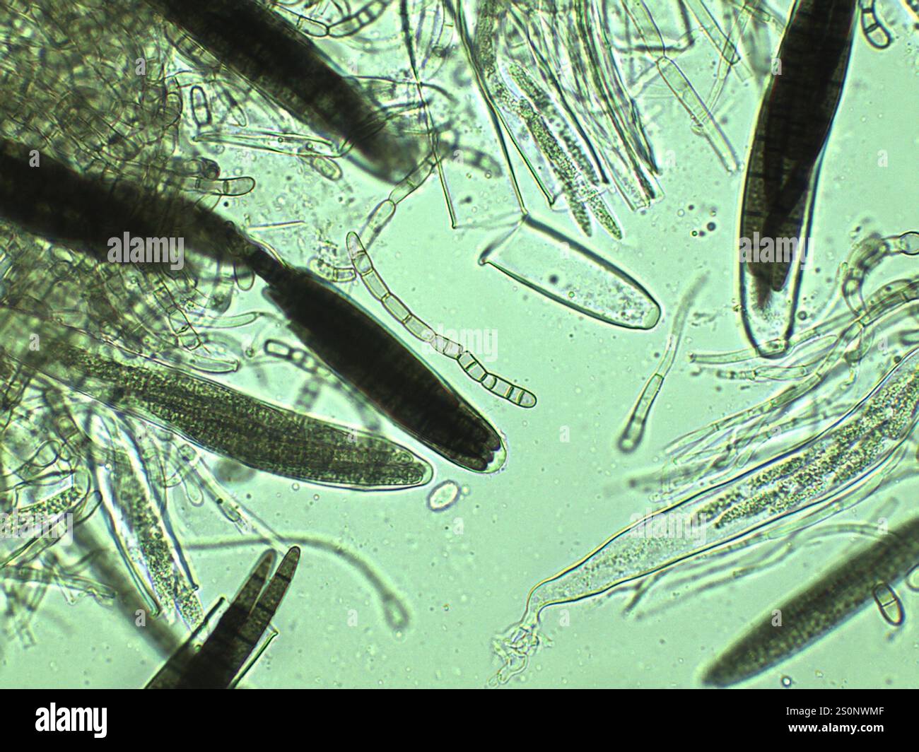 Earth Tongues (Geoglossum Stock Photo - Alamy