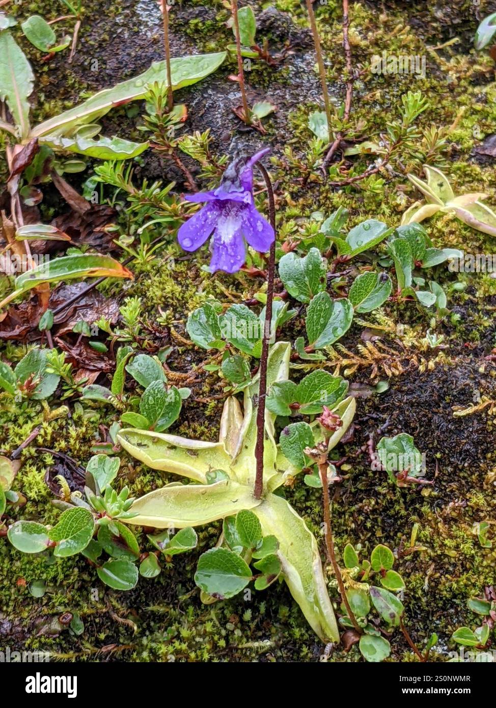 Common Butterwort (Pinguicula vulgaris Stock Photo - Alamy