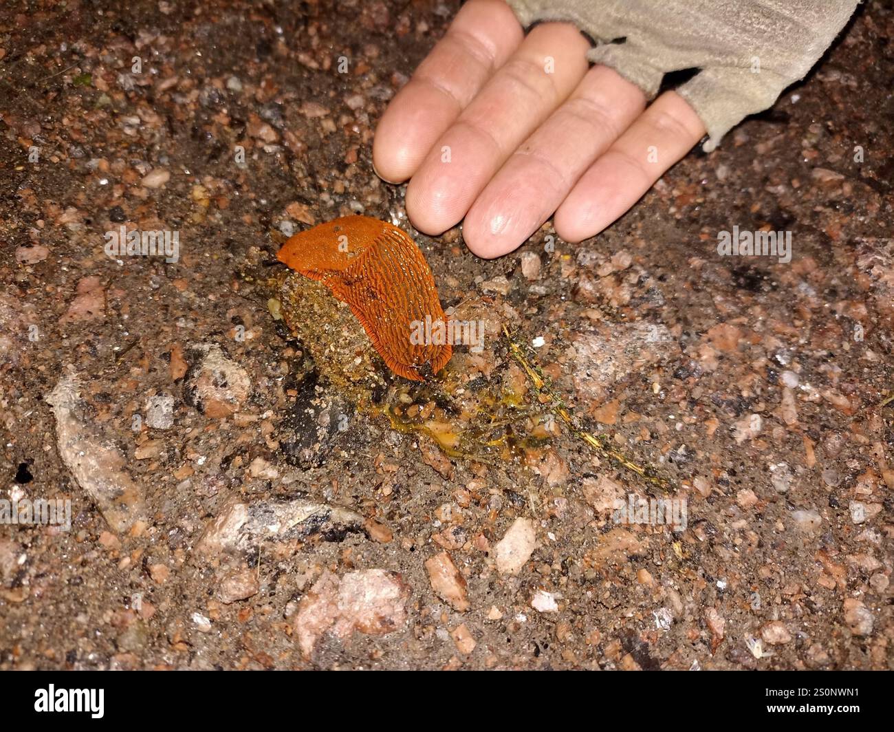 Spanish Slug (Arion vulgaris Stock Photo - Alamy