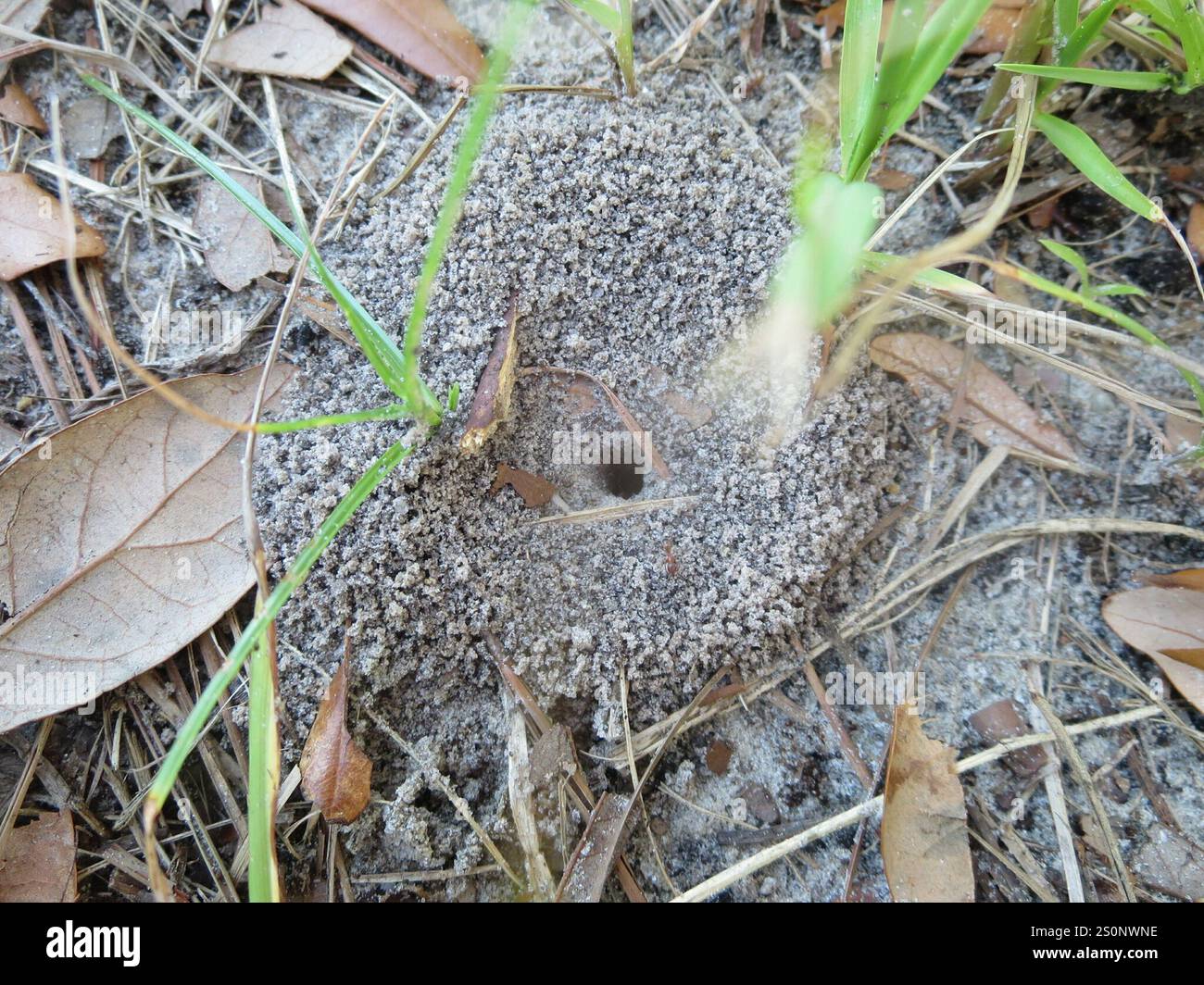 Buren's Pyramid Ant (Dorymyrmex bureni Stock Photo - Alamy