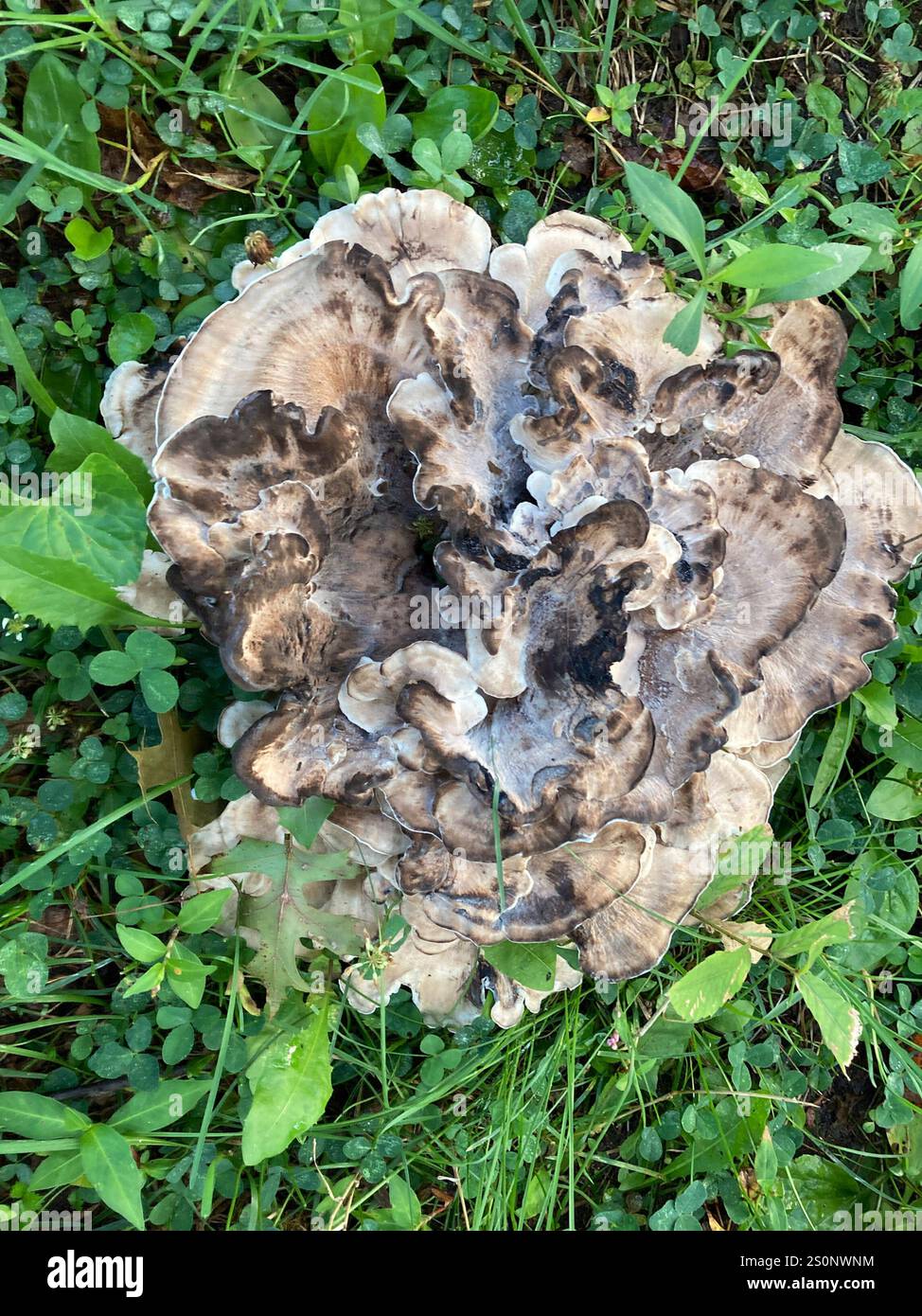 Black-staining Polypore (Meripilus sumstinei Stock Photo - Alamy