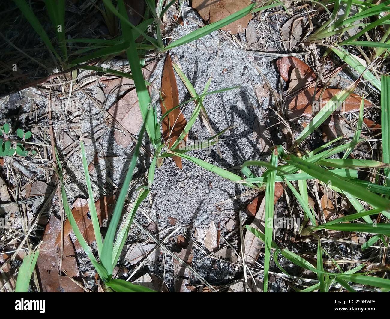 Buren's Pyramid Ant (Dorymyrmex bureni Stock Photo - Alamy