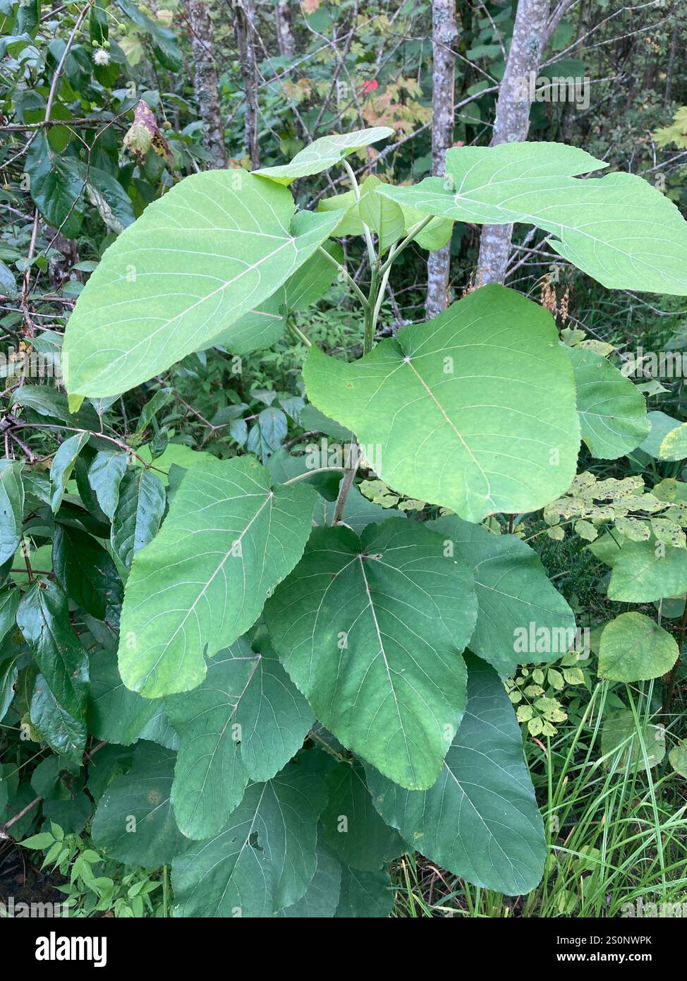 Swamp Cottonwood (Populus heterophylla Stock Photo - Alamy