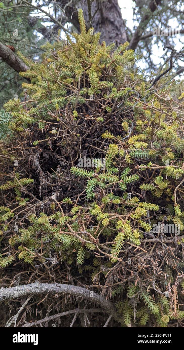 spruce witch's broom rust (Chrysomyxa arctostaphyli Stock Photo - Alamy