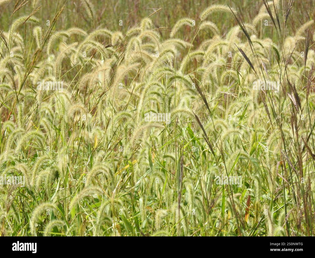 giant foxtail (Setaria faberi Stock Photo - Alamy