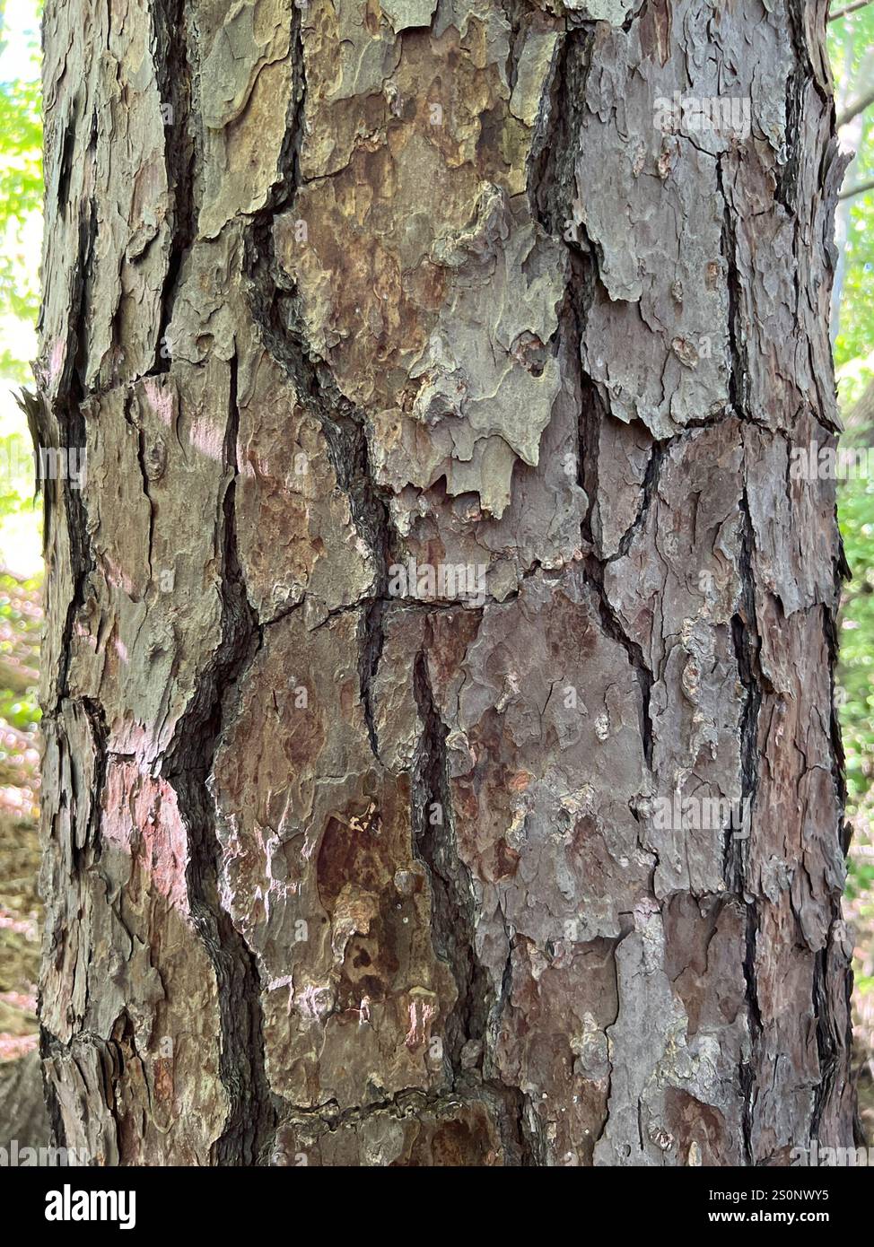 shortleaf pine (Pinus echinata Stock Photo - Alamy