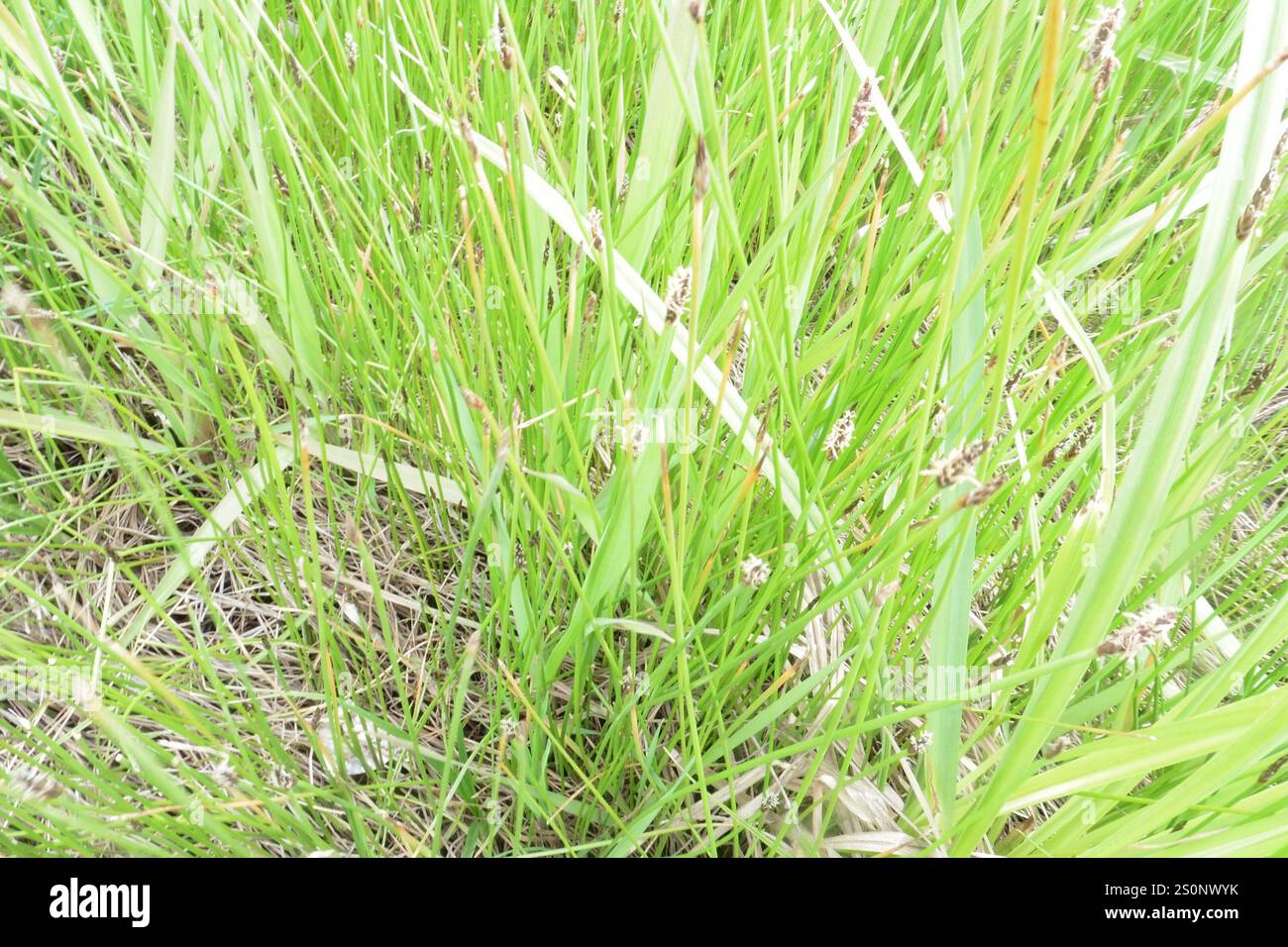 common spikerush (Eleocharis palustris Stock Photo - Alamy