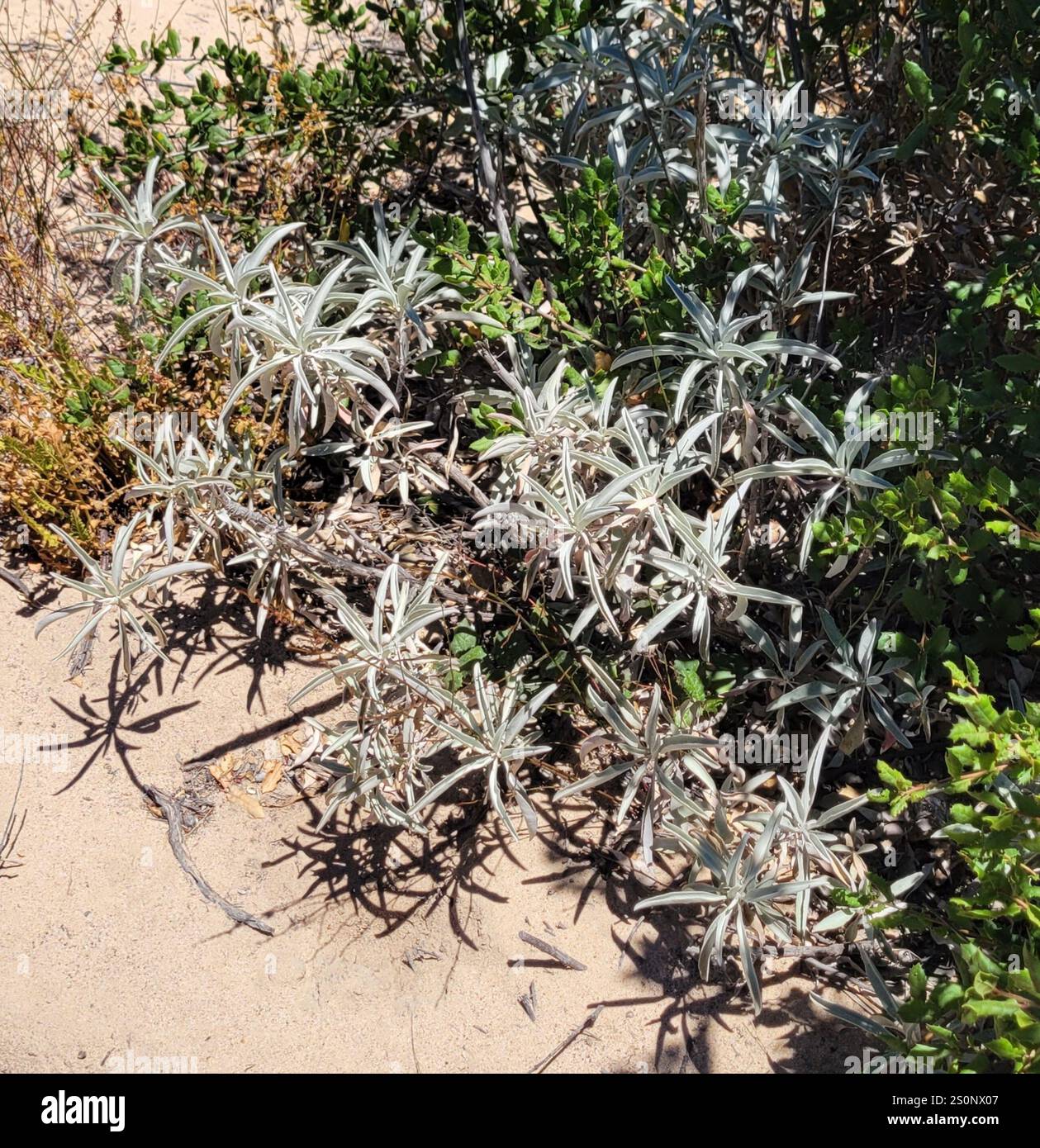 white sage (Salvia apiana Stock Photo - Alamy