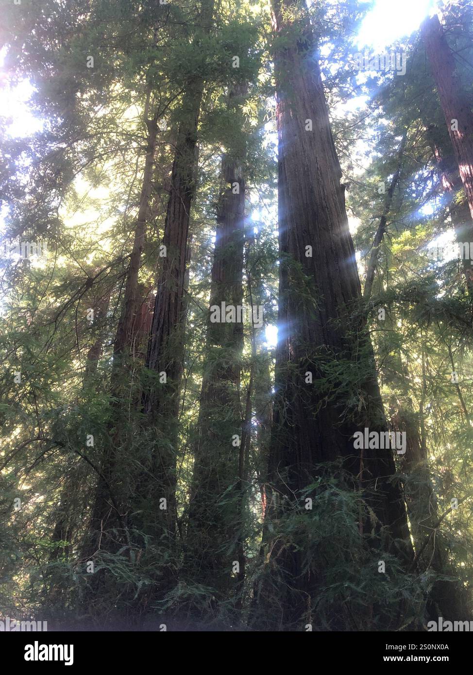 coast redwood (Sequoia sempervirens Stock Photo - Alamy