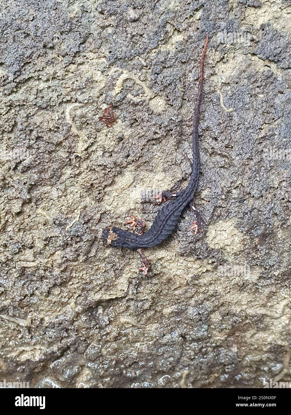 Southern Spectacled Salamander (Salamandrina terdigitata Stock Photo ...