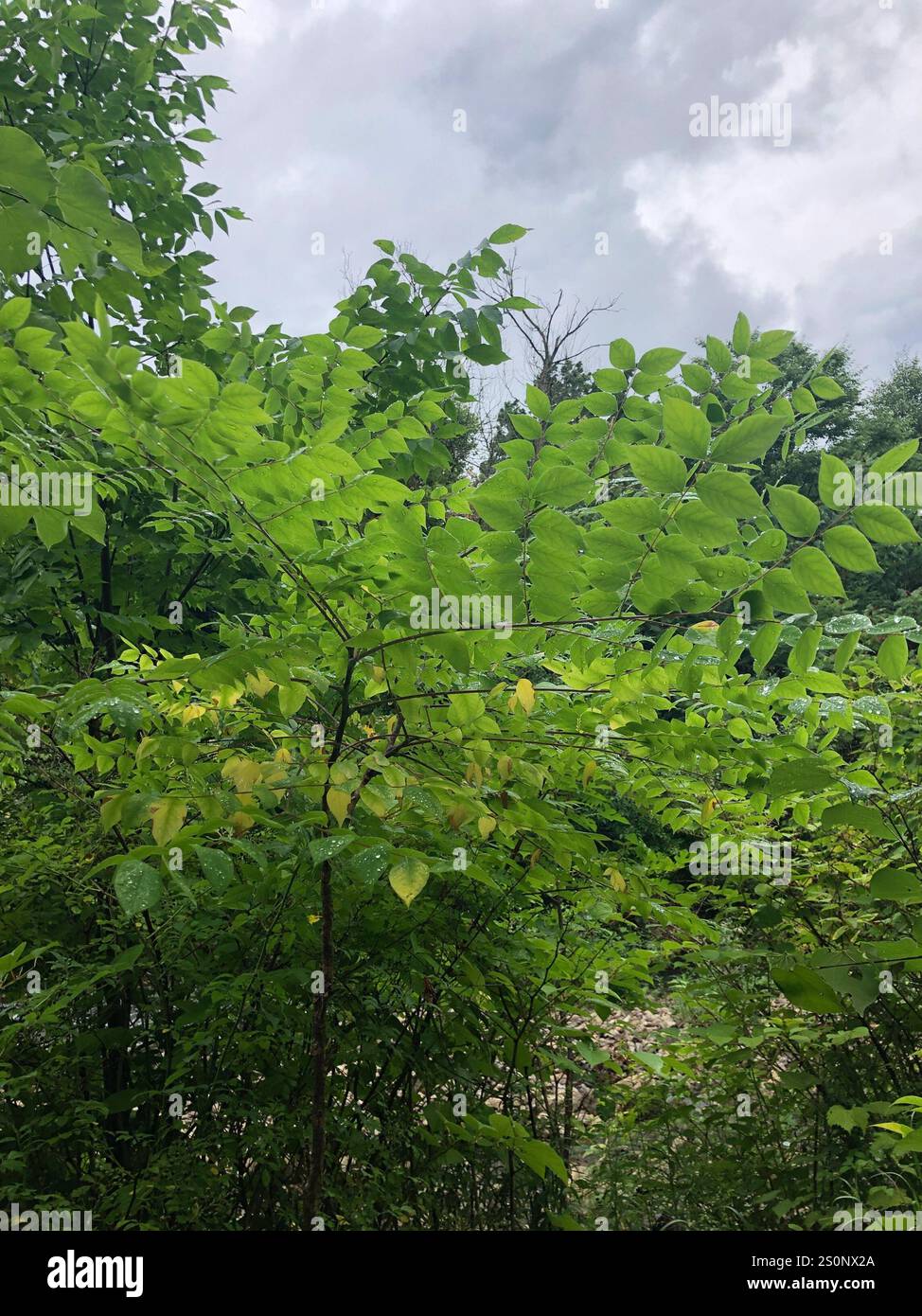 Kentucky coffeetree (Gymnocladus dioicus Stock Photo - Alamy