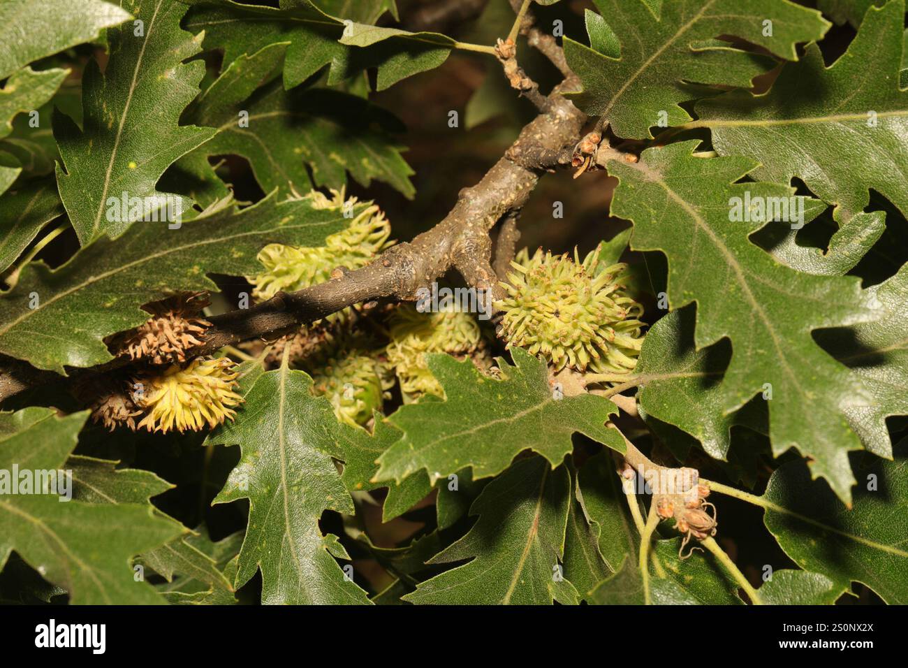 Turkey Oak (Quercus cerris Stock Photo - Alamy