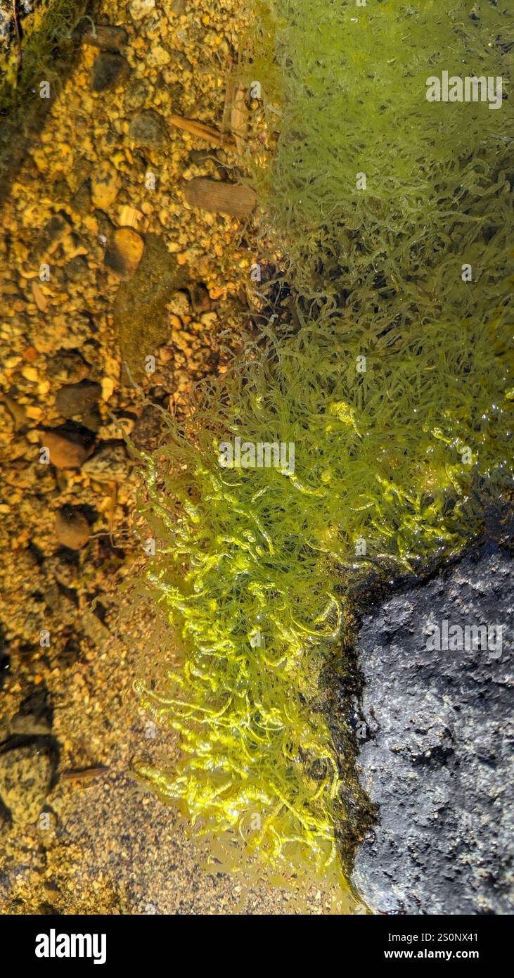 Gutweed (Ulva intestinalis Stock Photo - Alamy