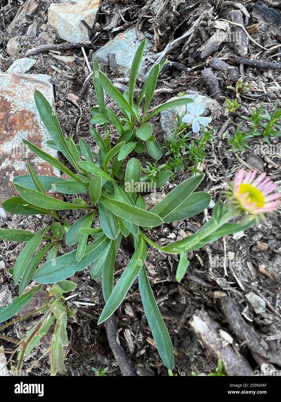 Subalpine Fleabane (Erigeron glacialis Stock Photo - Alamy