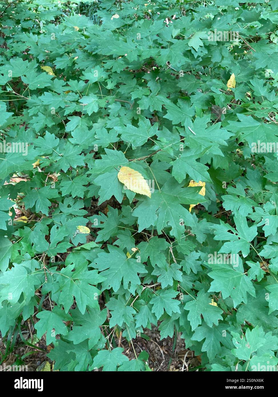 Balkan maple hi-res stock photography and images - Alamy