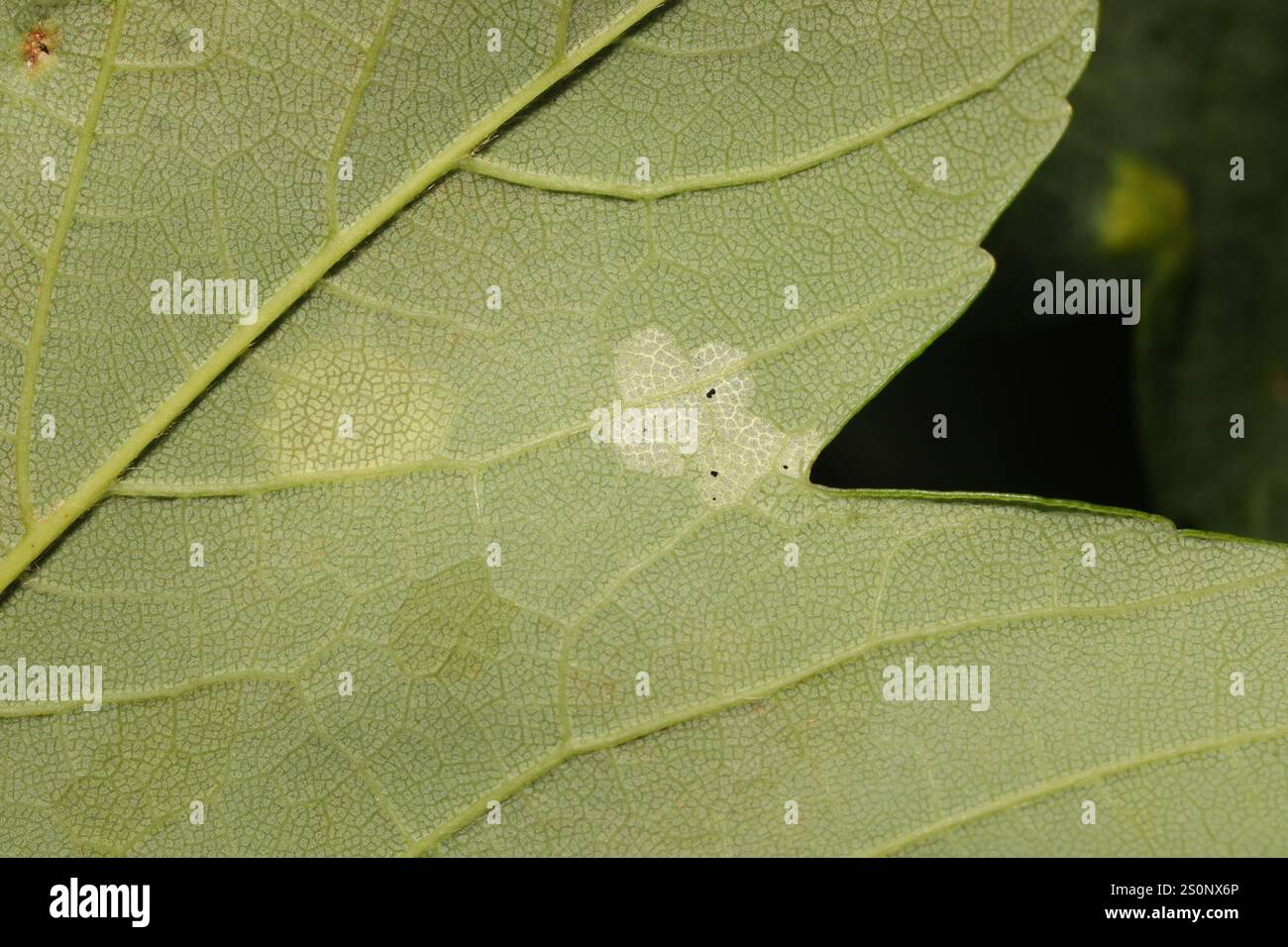 Sycamore Felt Gall Mite (Aceria pseudoplatani Stock Photo - Alamy
