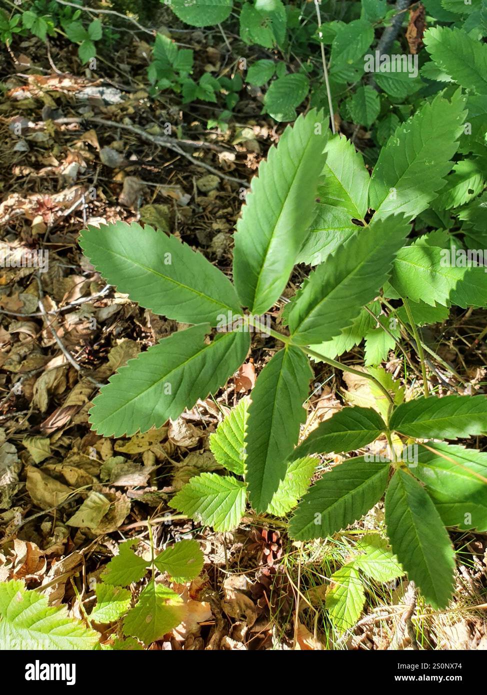 marsh cinquefoil (Comarum palustre Stock Photo - Alamy