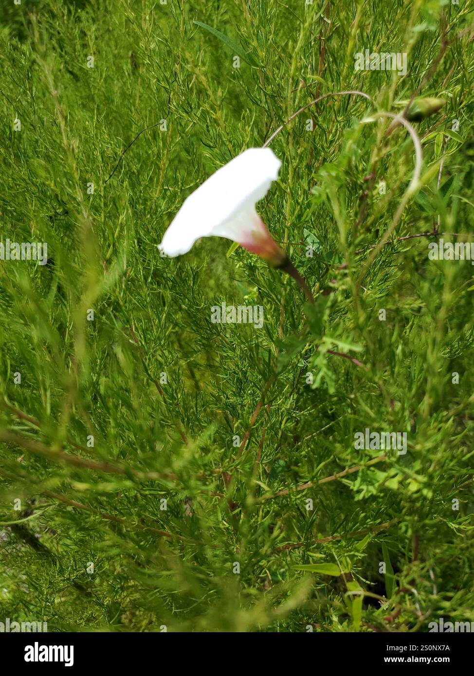 Alamo vine (Distimake dissectus Stock Photo - Alamy