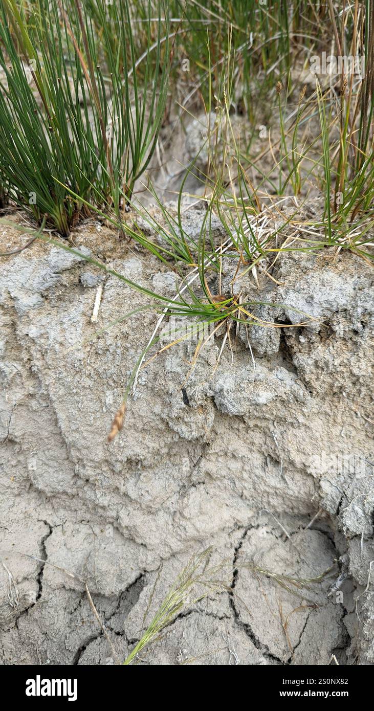 field sedge (Carex praegracilis Stock Photo - Alamy